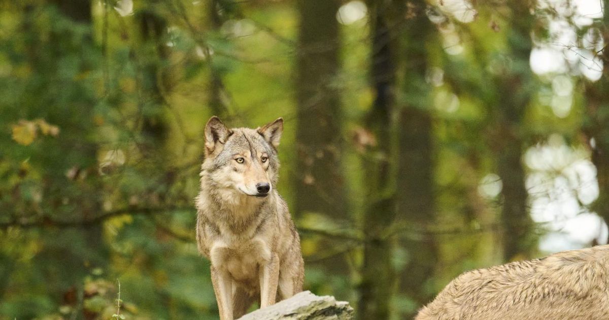 Napadi volkov vedno bolj pogosti: "Zgodilo se je ..." (Pozivajo k ...