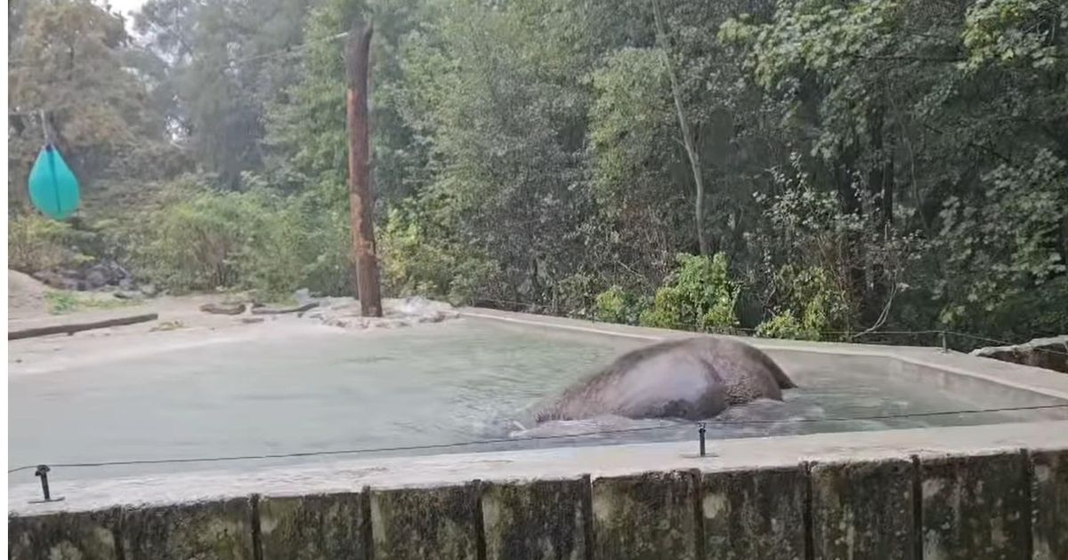 Poglejte, kako dež 'prenaša' slonica Ganga iz ZOO Ljubljana (VIDEO ...