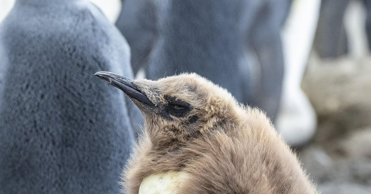 Pingvin rekorder Pesto je postal prava spletna senzacija - Metropolitan.si