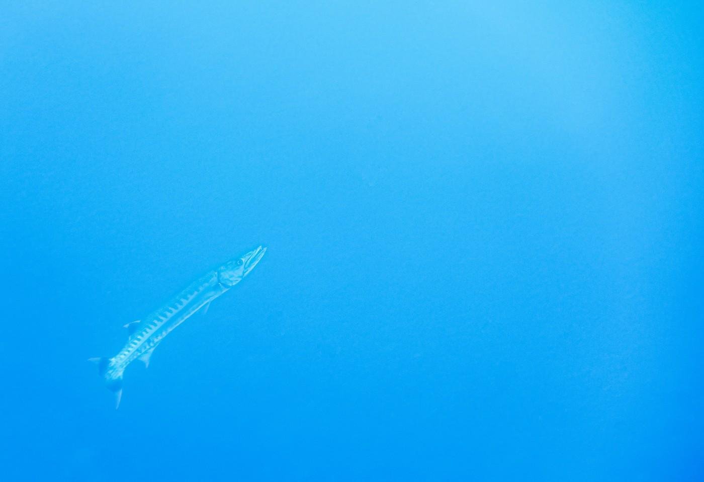 Nevaren morski plenilec pri Šibeniku napadel Slovenca, z njim je hudo ...