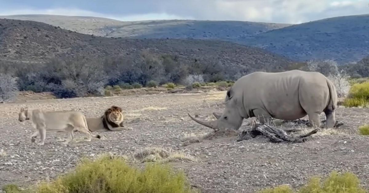Lev in levinja sta napadla nosoroga, a ta jima ni ostal dolžan (VIDEO ...