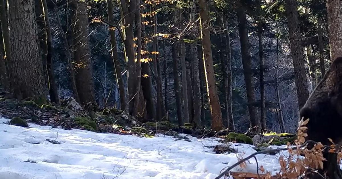 Skrita kamera v kočevskem gozdu razkrila, kako 'trdno' spijo medvedi ...