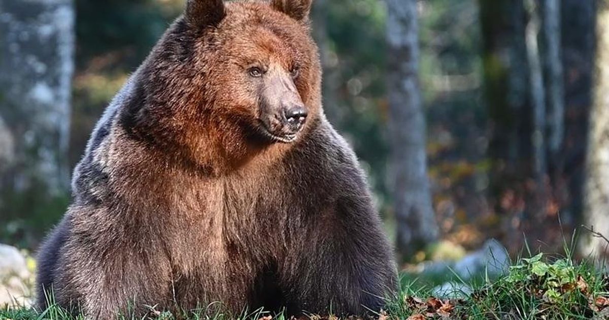 Kamera iz kočevskega gozda: vsi so gledali orjaškega medveda, nihče pa ...