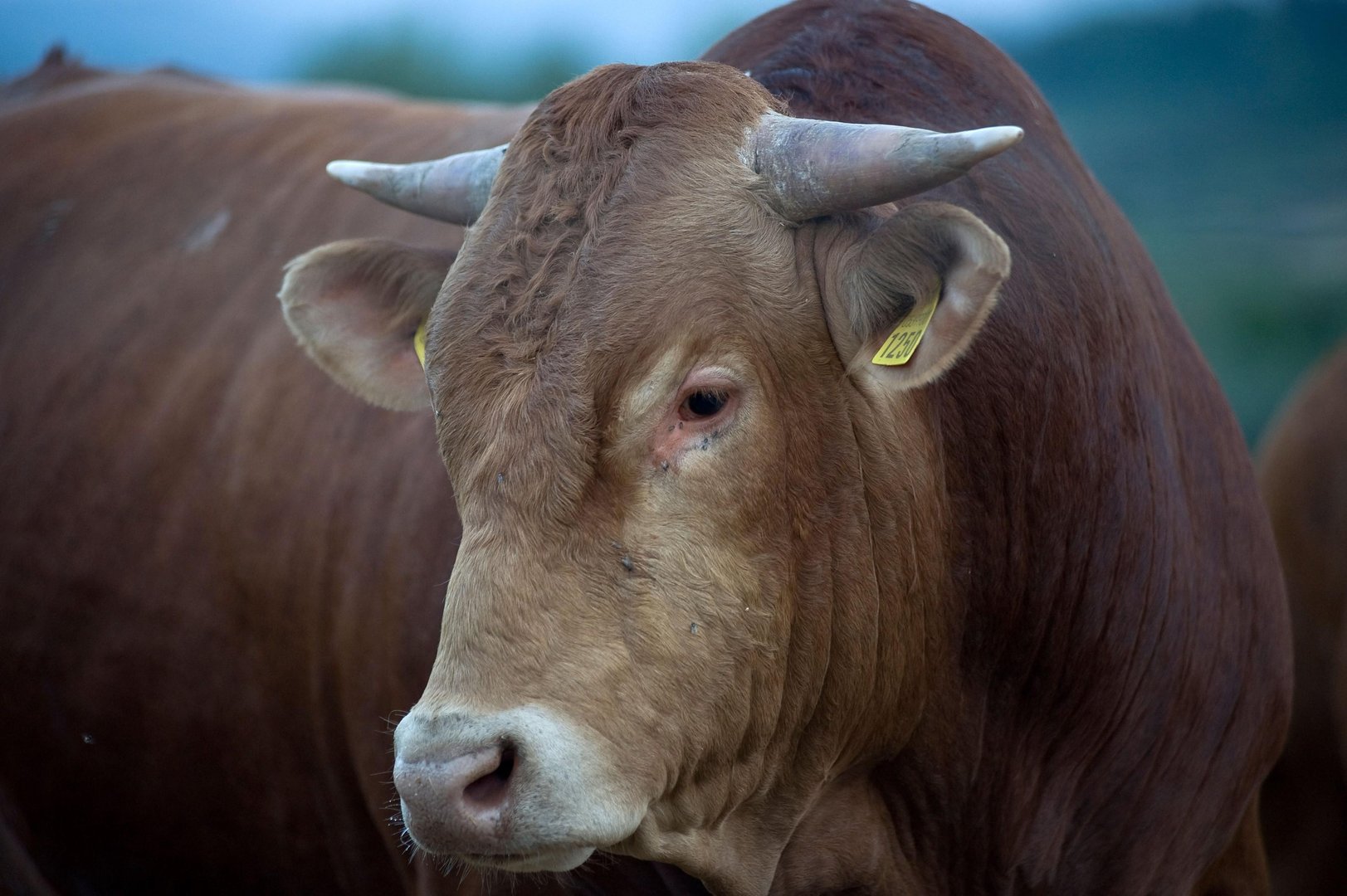 Na avtocesti se je prevrnil tovornjak, pobegnilo več kot 30 bikov ...