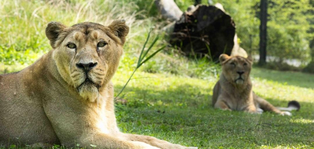 Tudi kraljice ZOO Ljubljana so prejele darilo (samo poglejte to veselje ...