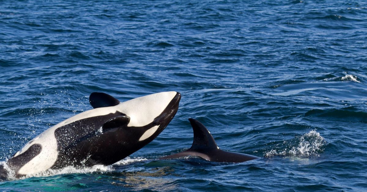 Orka, ki je kar 17 dni na hrbtu nosila mrtvega mladiča, spet žaluje ...