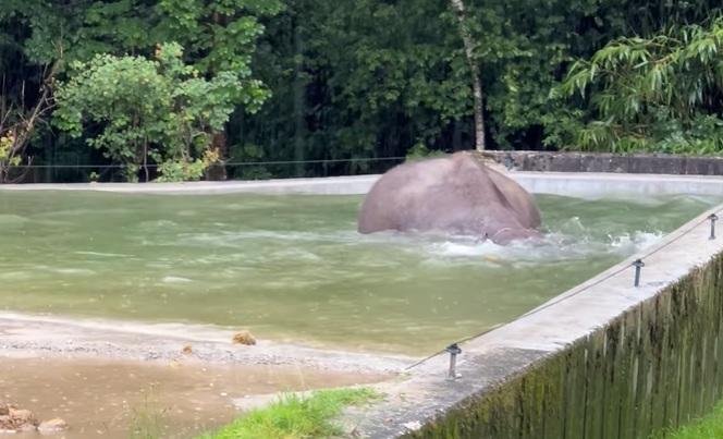 To je posnetek iz ZOO Ljubljana, ki vas je v letu 2024 najbolj navdušil ...