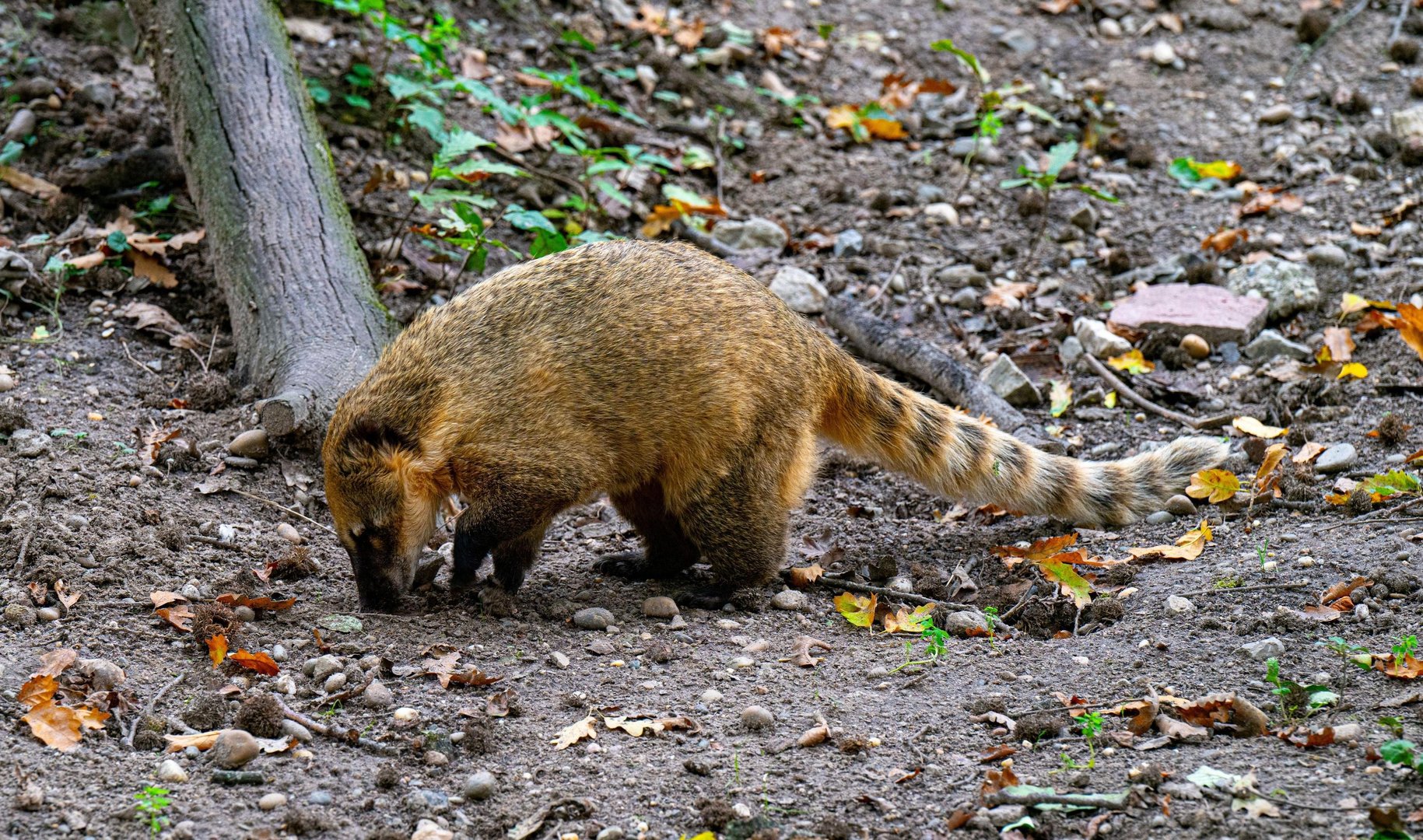 To je 5 najbolj neznanih, a izjemno zanimivih živali na svetu - Živali ...