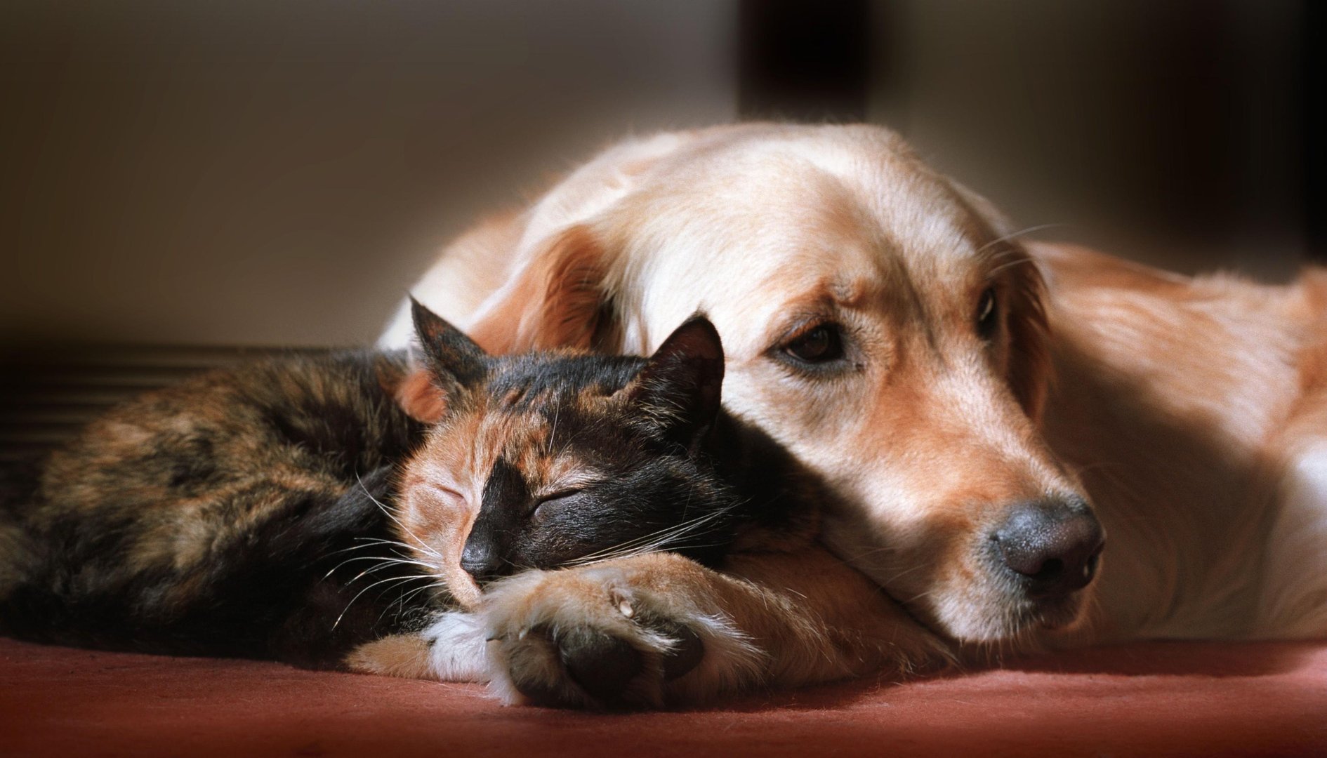 Ali je lahko pes alergičen na mačko? - Metropolitan.si