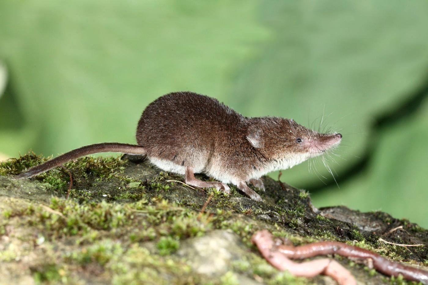 Strokovnjak svari: "Ta virus predstavlja grožnjo celotnemu človeštvu ...