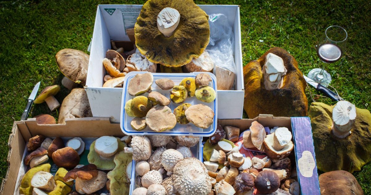 To je najsmrtonosnejša goba na svetu: povzročila celo vojne, težava pa ...