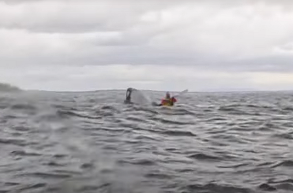 Veslal po morju, ko ga je pogoltnil kit grbavec: kar je sledilo, je ...