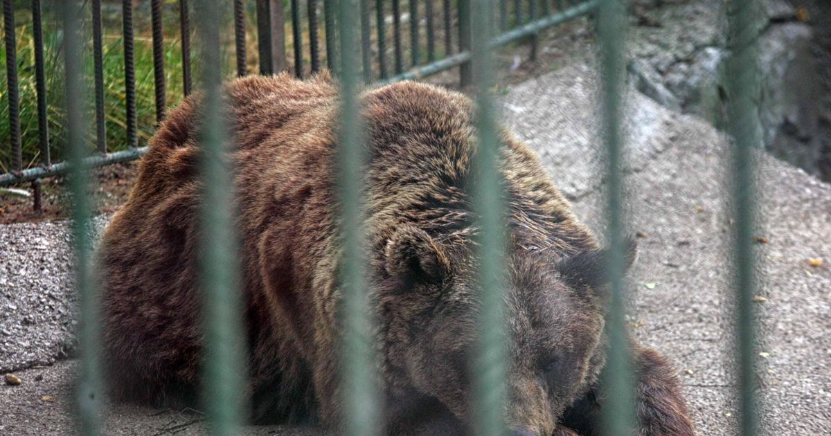 Konec trpljenja za medveda Felixa? Novica, ki je simbol upanja za vse ...