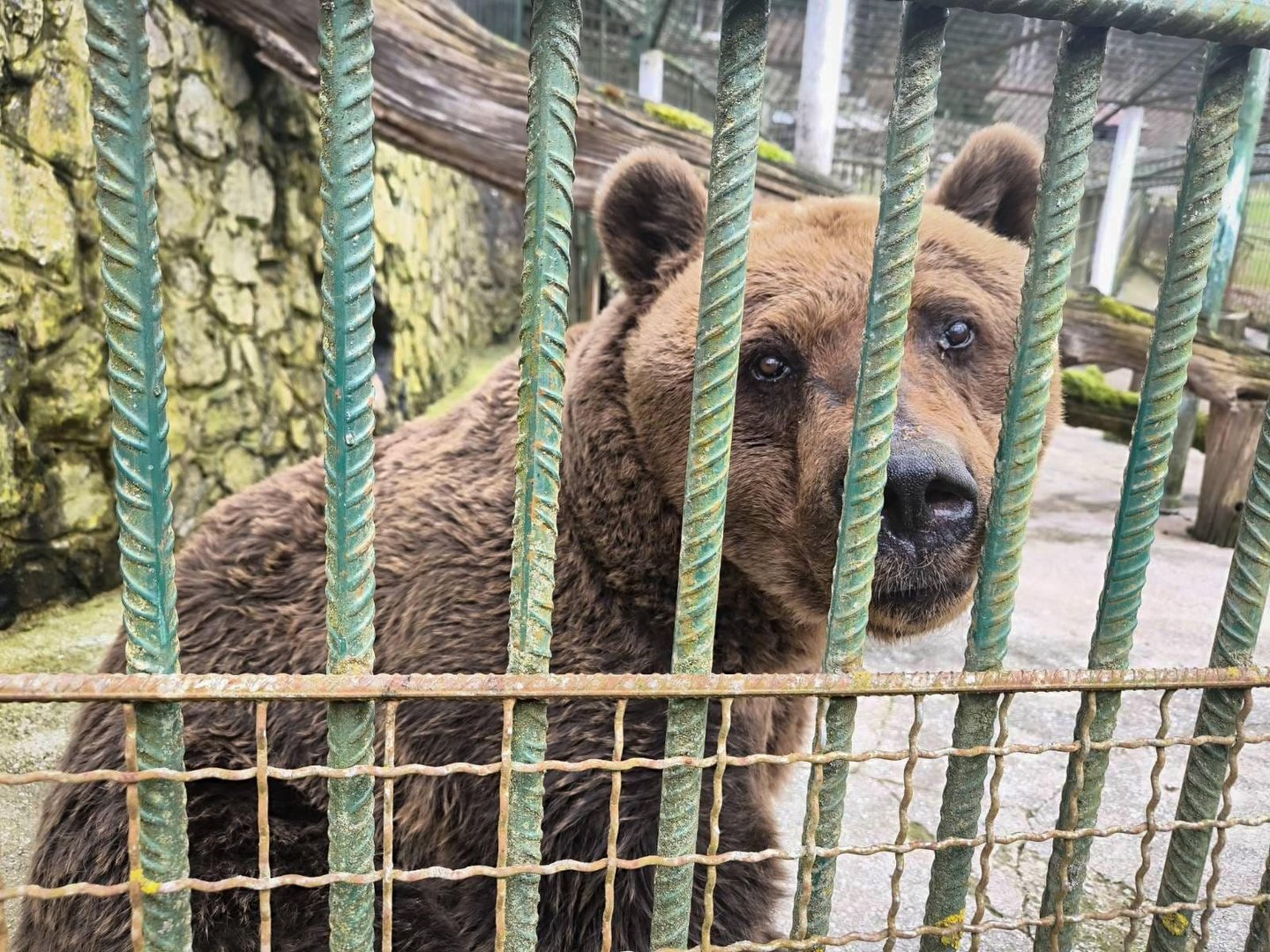 Po 34 letih v ujetništvu: Medved Felix končno dočakal svobodo ...