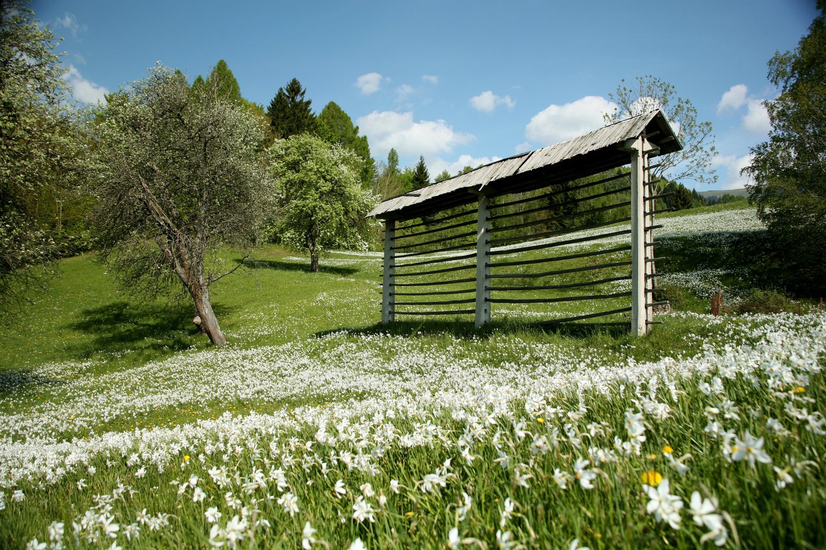 Ko se Golica obleče v belo: narcise letos spet pridejo – kdaj na ogled ...