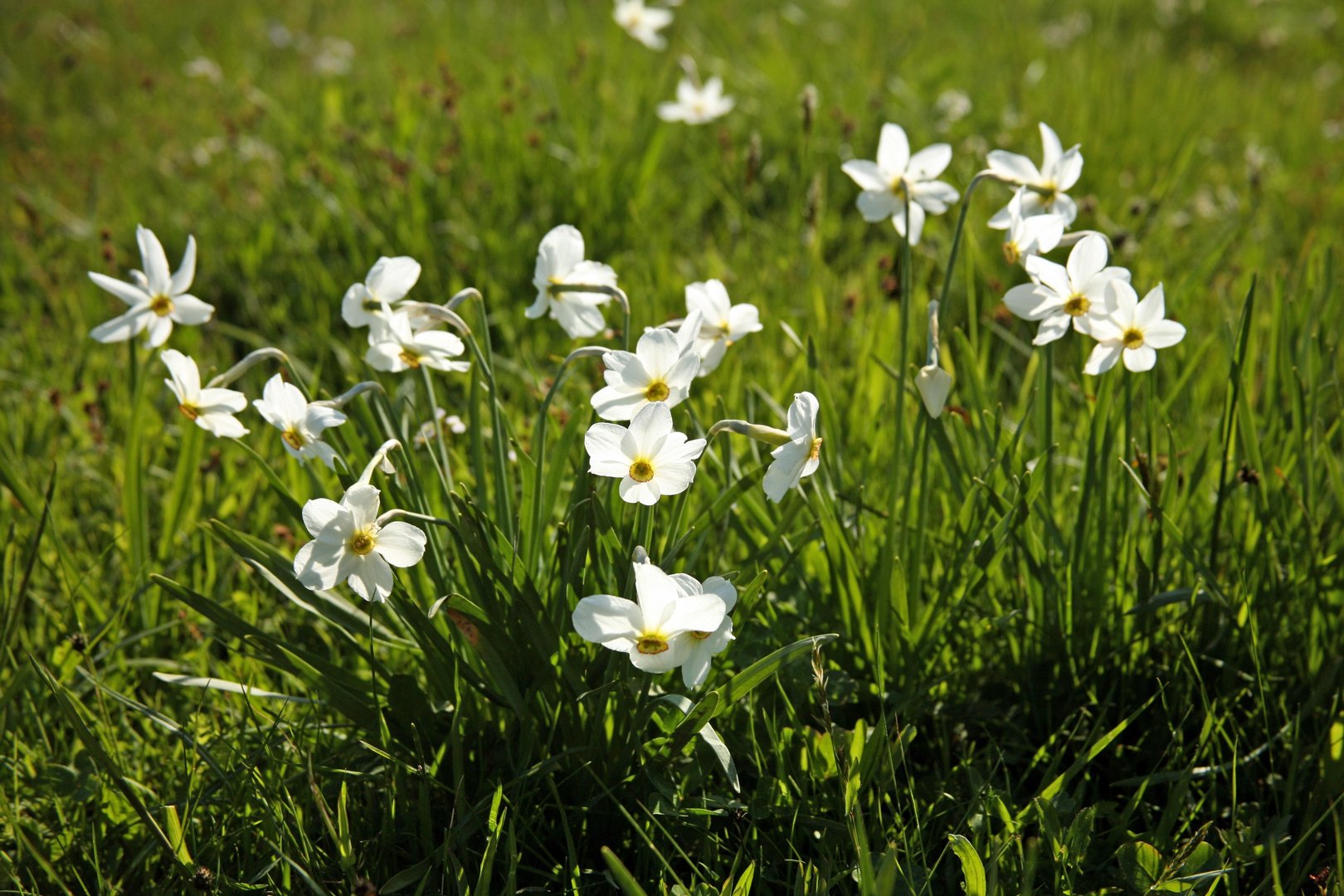 Ko se Golica obleče v belo: narcise letos spet pridejo – kdaj na ogled ...