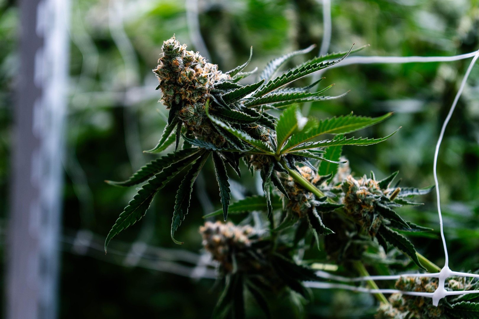 Vložen predlog zakona o konoplji: kaj prinaša nova zakonodaja ...