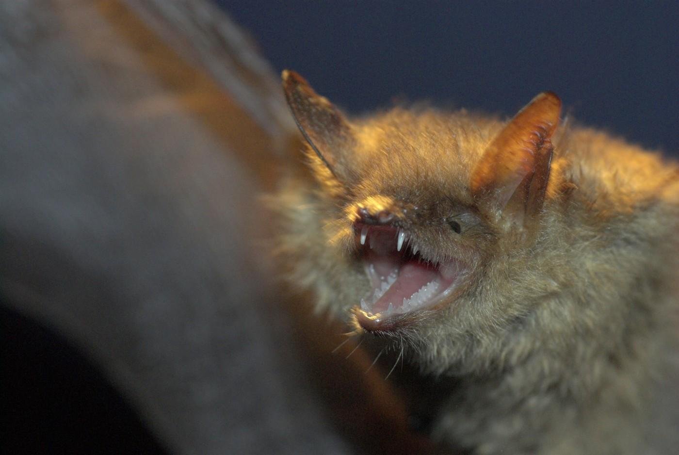 V slovenski grad se je po sedmih letih ponovno naselila žival, ki se je ...