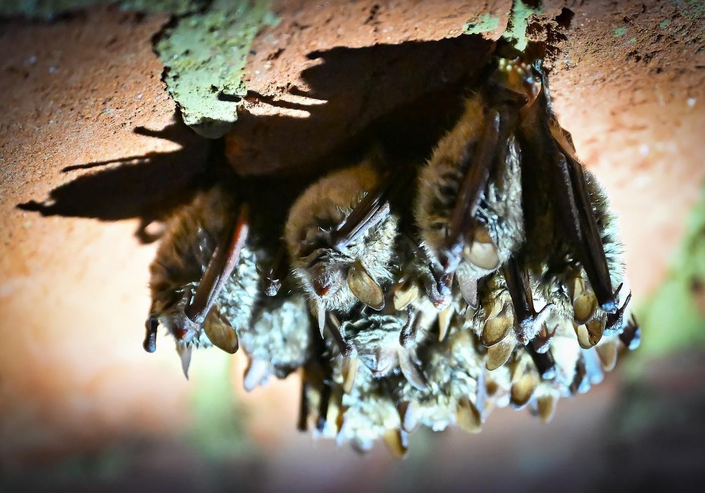 V slovenski grad se je po sedmih letih ponovno naselila žival, ki se je ...