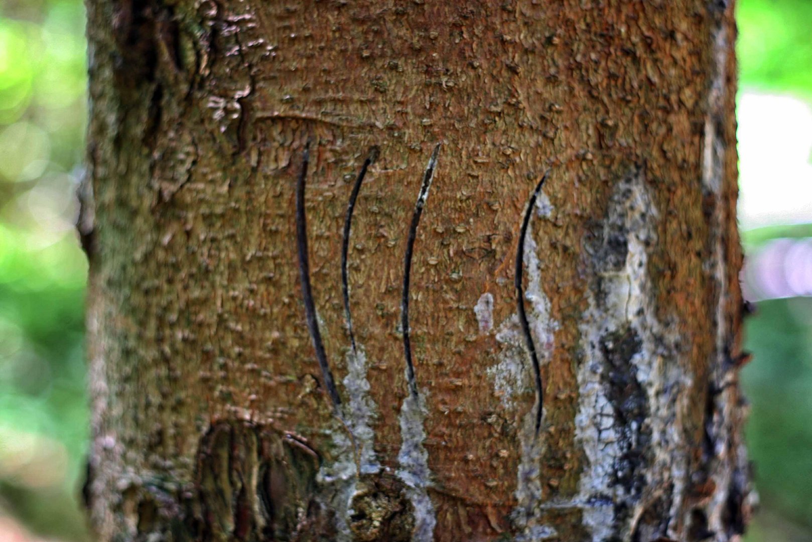 Nov napad na človeka: medved napadel dva pohodnika in enega ubil ...