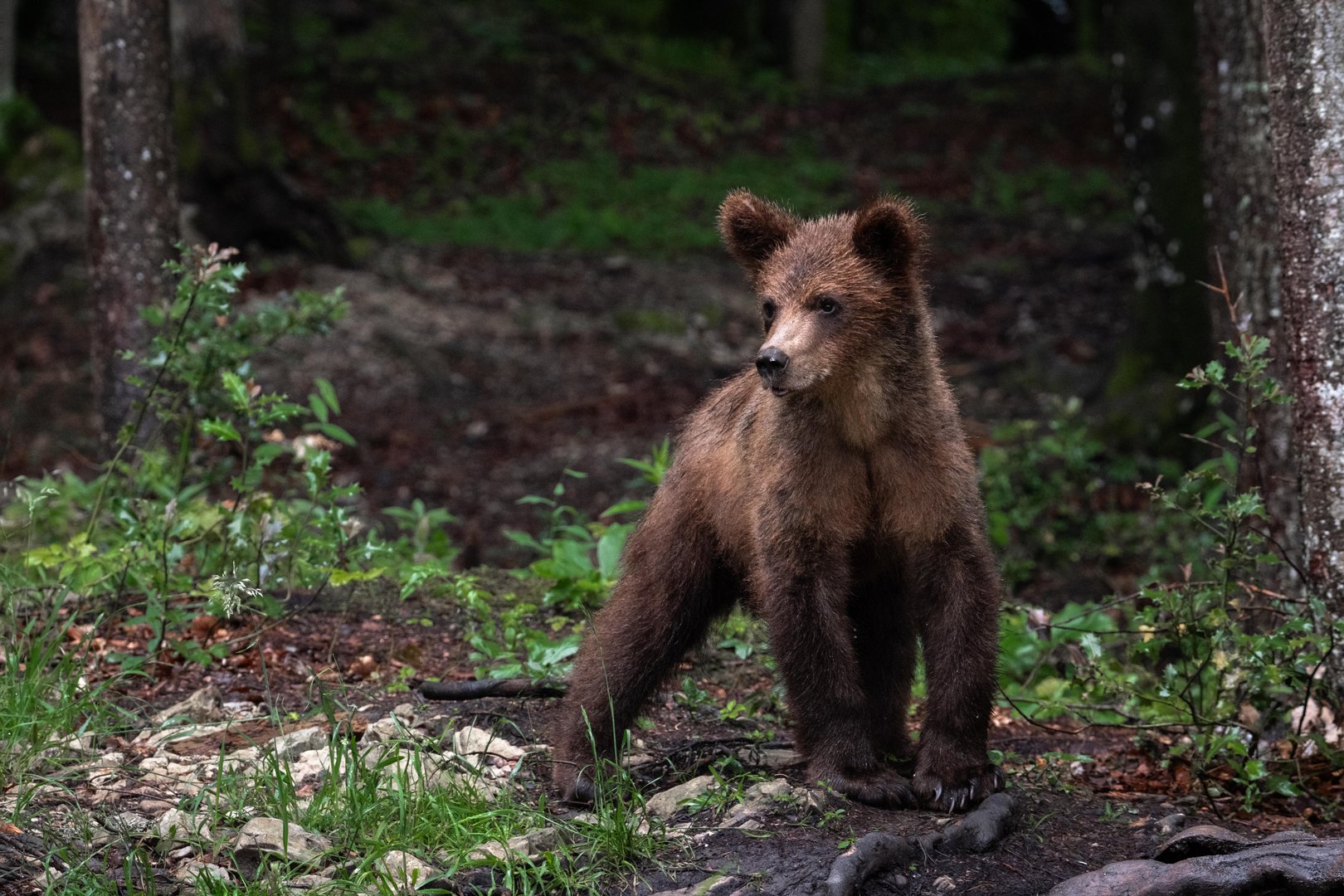 Slovenci dobili medvedoFON: kljub nenavadnemu imenu vam lahko reši ...