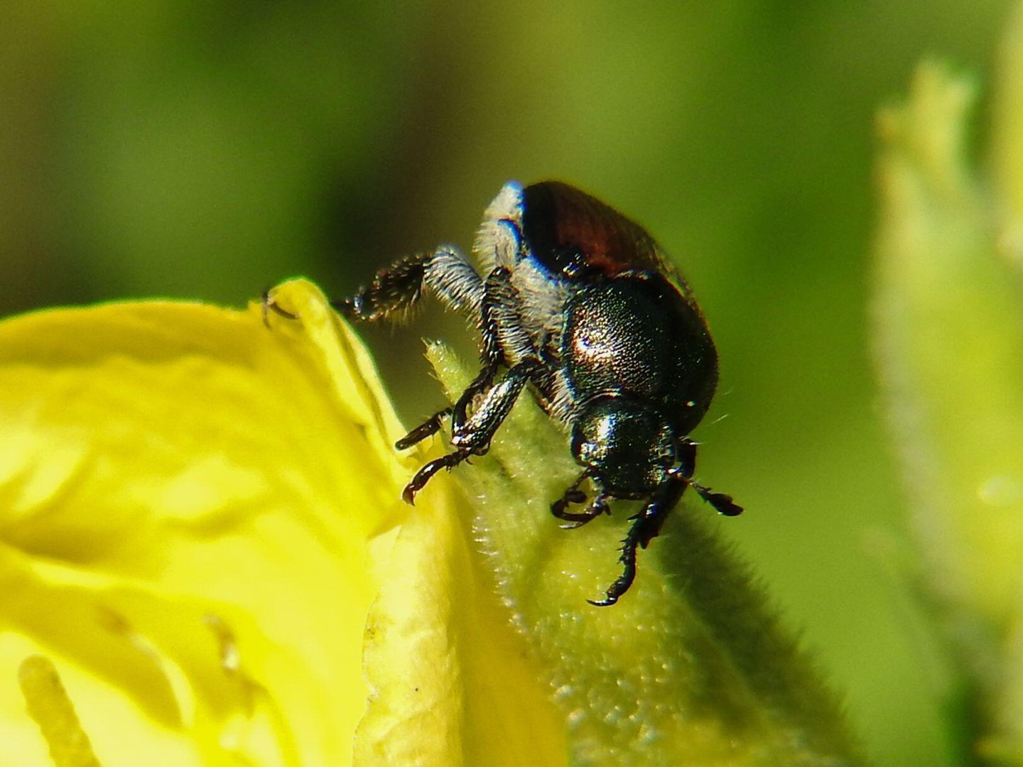 Zelo nevaren slepi potnik je znova v Sloveniji - Živali - Metropolitan.si