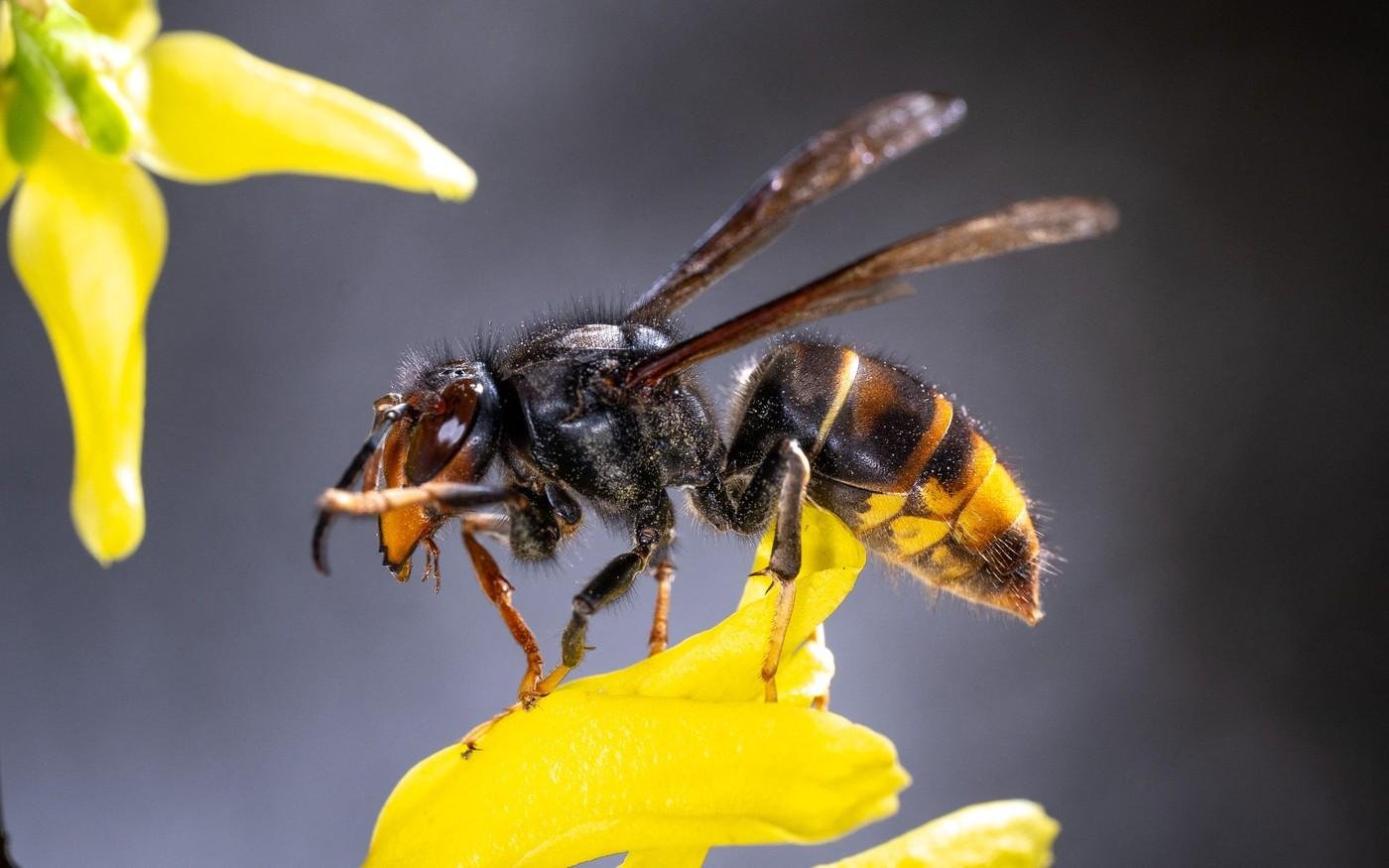 Strah in trepet v evropski državi: nevarne živali se neustavljivo ...