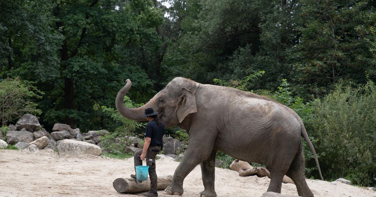Razstava, ki je ne smete spregledati: ganljiva zgodba slonice, ki je ...