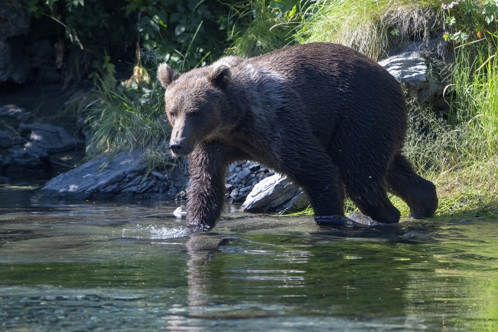 Medved napadel skupino otrok, starih 9 in 10 let - Metropolitan.si